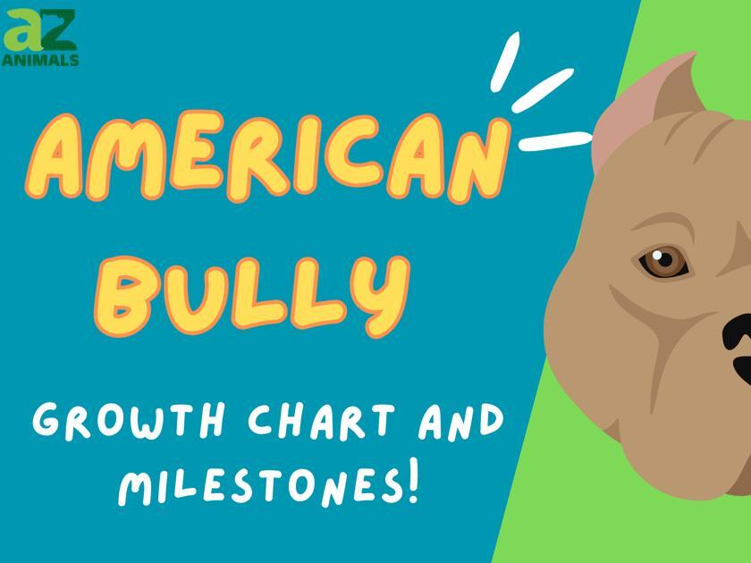 American Bully Progression: Growth Chart, Milestones, and Training Tips
