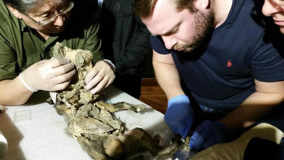 Ice Age wolf pulled from Siberian permafrost. Scientists are amazed at ...