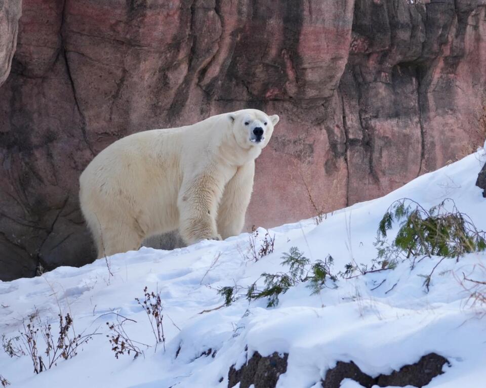 Detroit Zoo welcomes hefty new resident: A 1,300-pound polar bear named ...