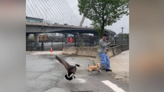 Puppy wins hearts after viral goose attack caught on video - NewsBreak