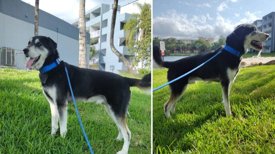 Looking for a Loyal Companion? Meet Tommy, a Sweet Husky/Lab Mix ...