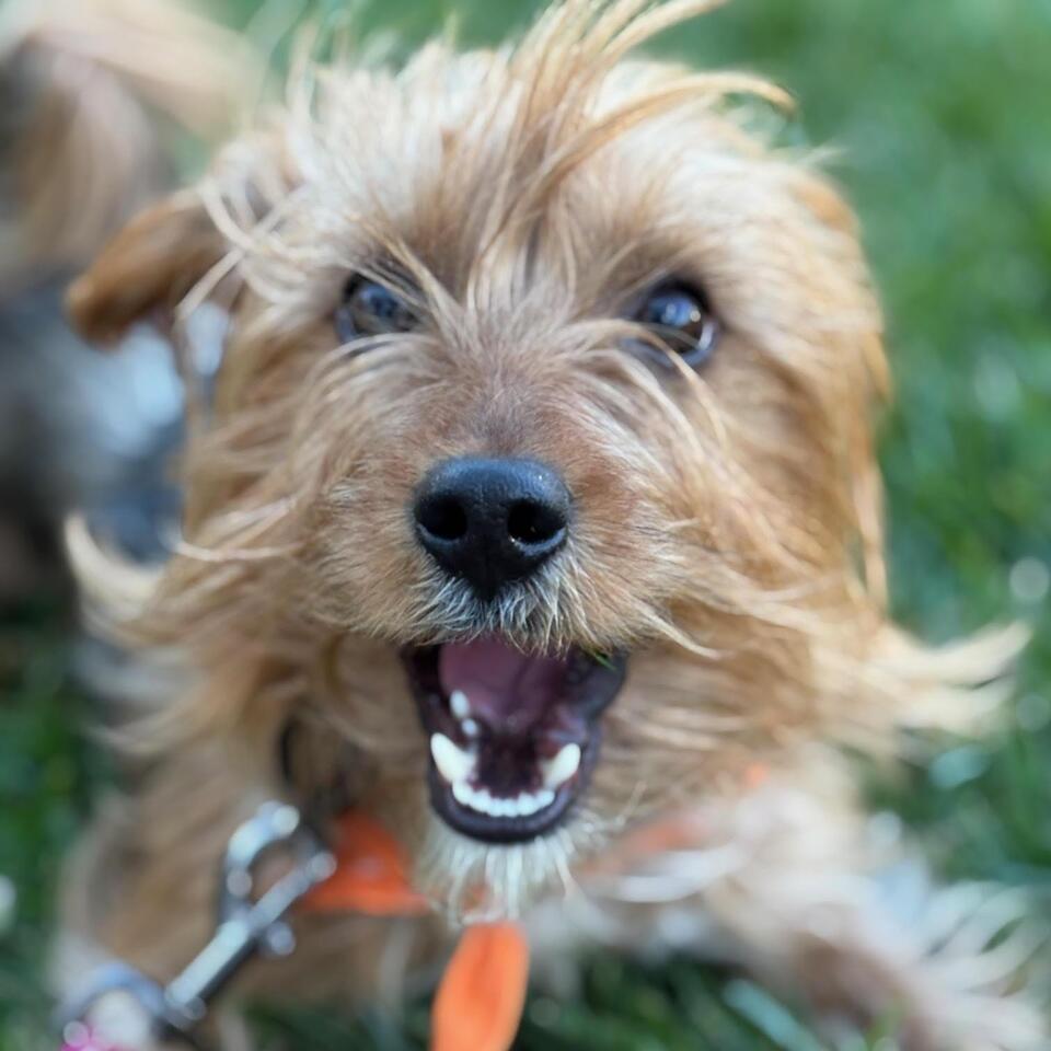 Columbia, MD Residents: Your Future Dogs Best Friend Awaits! - NewsBreak