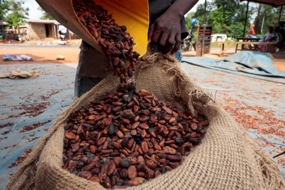 Rotting cocoa and a commodity crash push West African farmers to seek ...