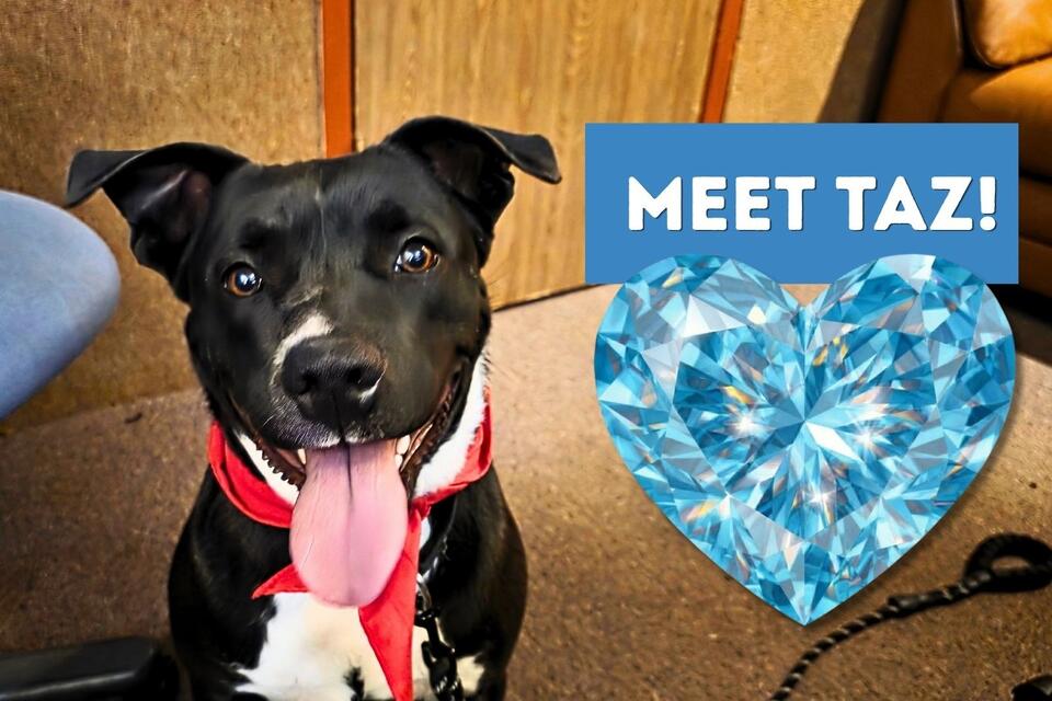 Meet Taz the Precious Pup from the Nancy J. Brua Center - NewsBreak