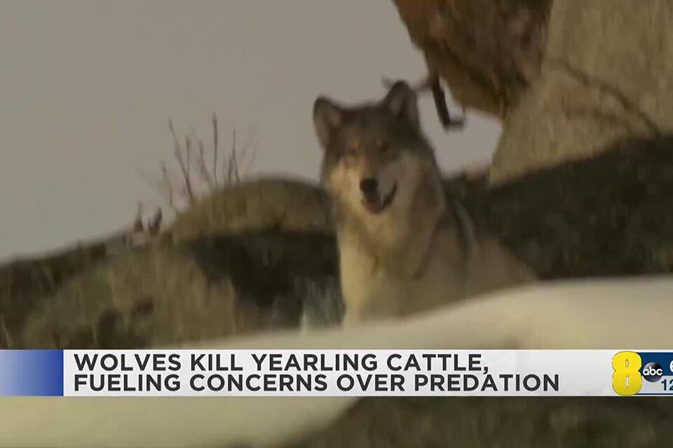 Wolves on the prowl: reintroduced grey wolves kill several yearling ...
