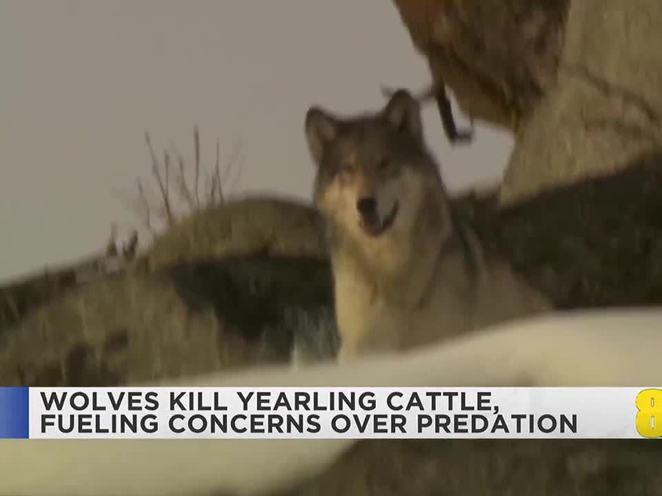 Wolves on the prowl: reintroduced grey wolves kill several yearling cattle