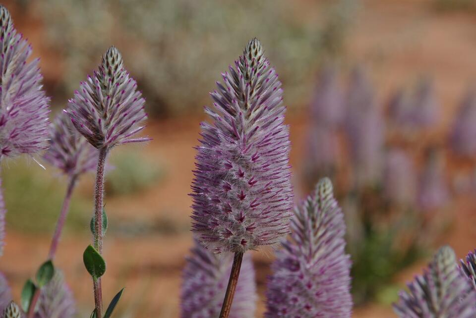 20 Facts About Mulla Mulla - NewsBreak