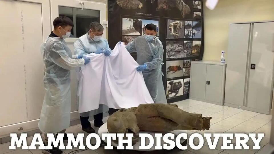 World’s best ancient baby woolly mammoth remains found in ‘Mouth of ...