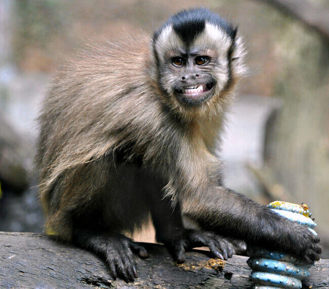 Monkey Snatched From Ohio TikToker's Home During Raid - NewsBreak