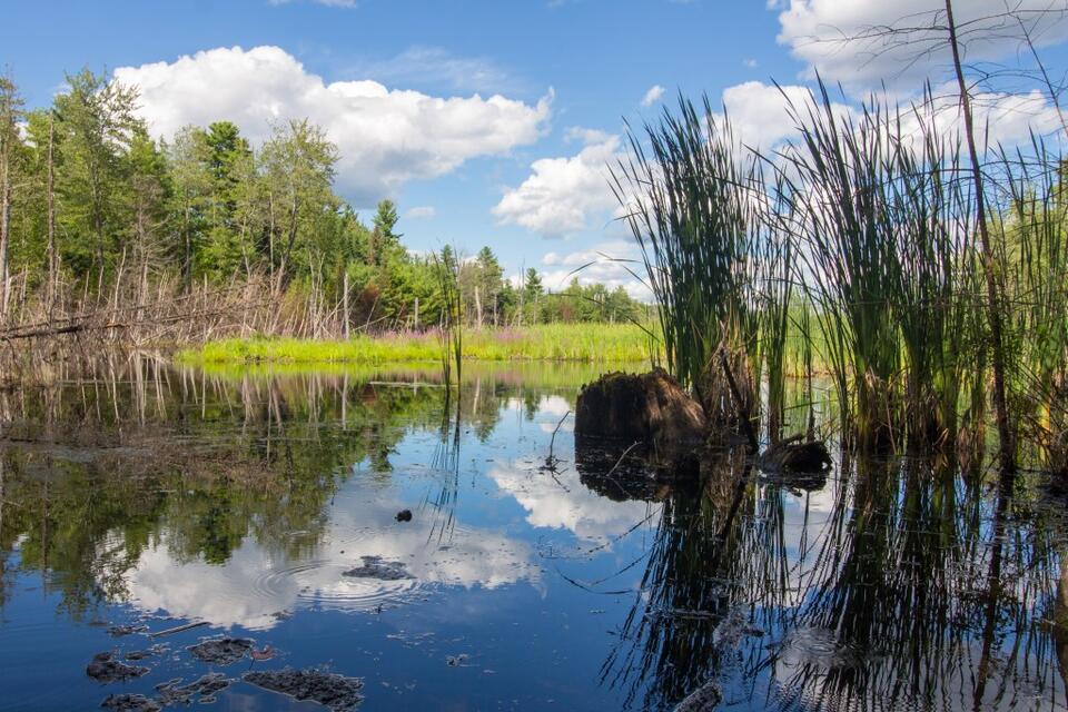 5 summer hikes within an hour of Bangor - NewsBreak