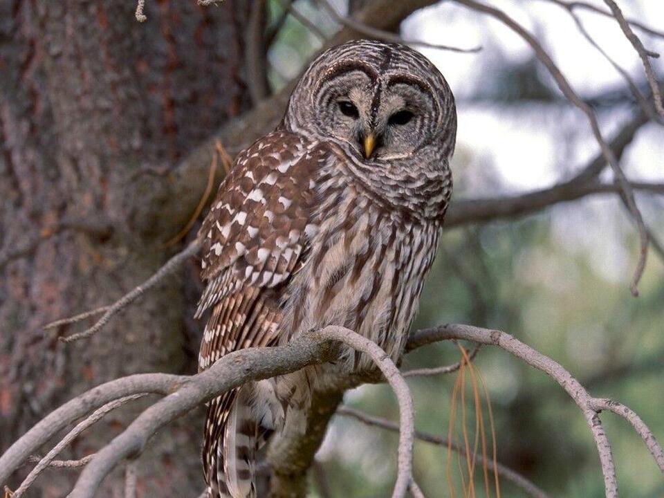 Plan Finalized to Kill Thousands of Owls Around the Northwest