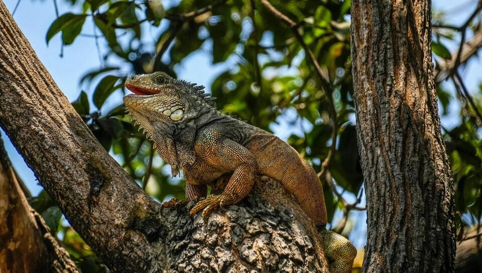 7 Creatures That Can Regrow Lost Body Parts - NewsBreak