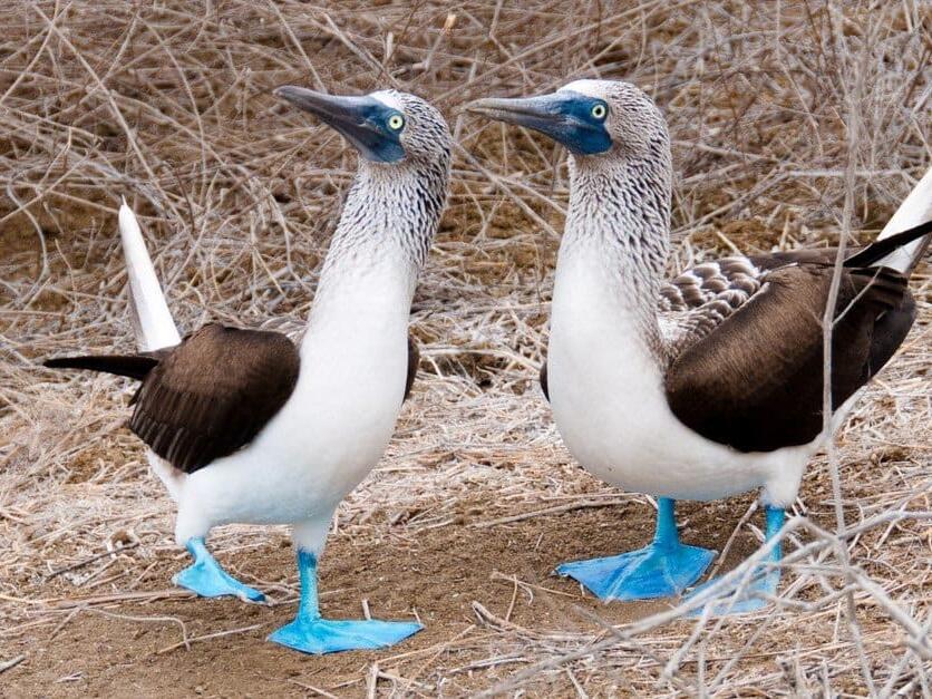 The 16 Coolest Birds in the Galapagos