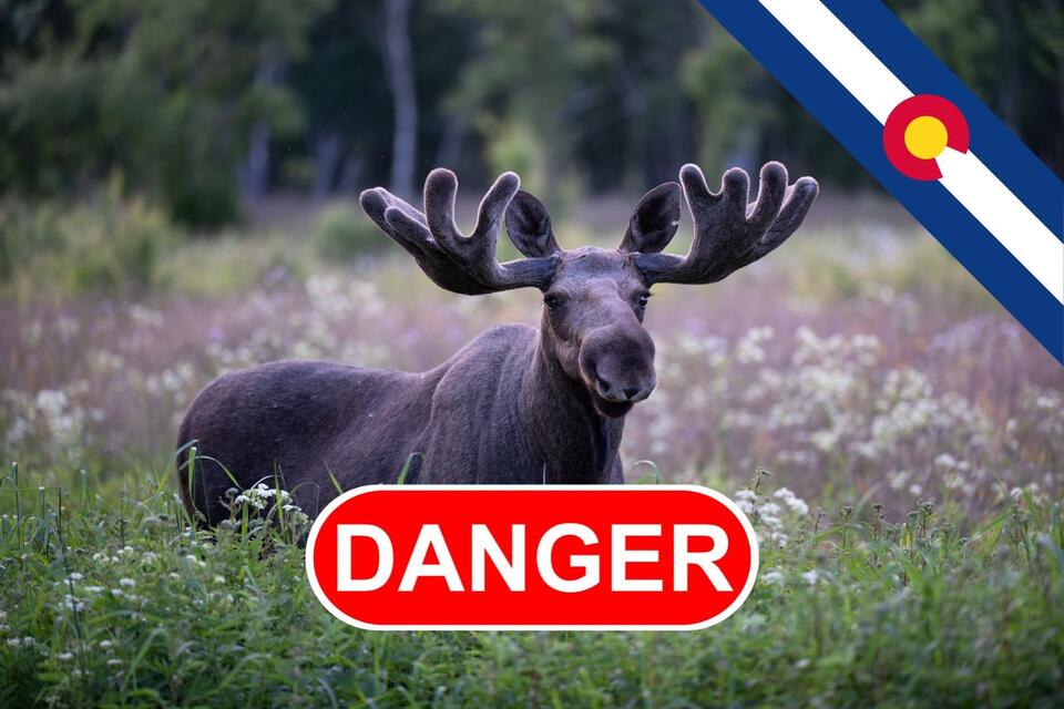 Moose Charges and Stomps Woman in Boulder County - NewsBreak