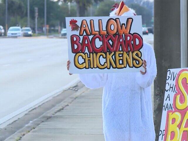 POULTRY PROTEST: Residents rally for backyard chickens - NewsBreak