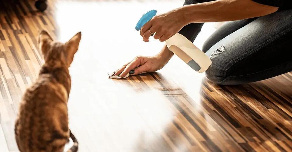 Pet Owners: Stop Using These 6 Toxic Cleaners At Home - NewsBreak