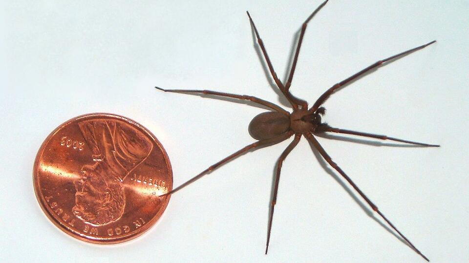Beware: It's Bite Season For One of Alabama's Most Dangerous Spiders ...