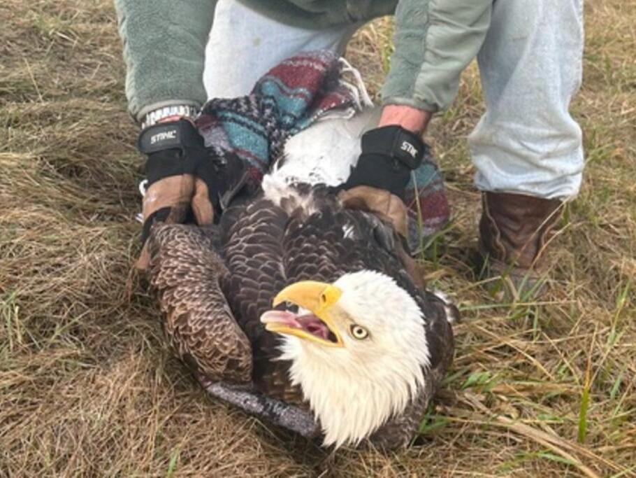 Bald eagle hit by vehicle rescued from interstate by Maine Maritime student