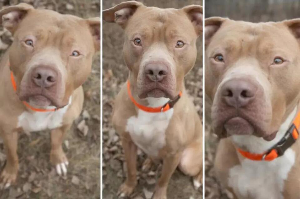 Handsome Dog in St. Cloud Shelter is Hoping for New Home in 2025 ...