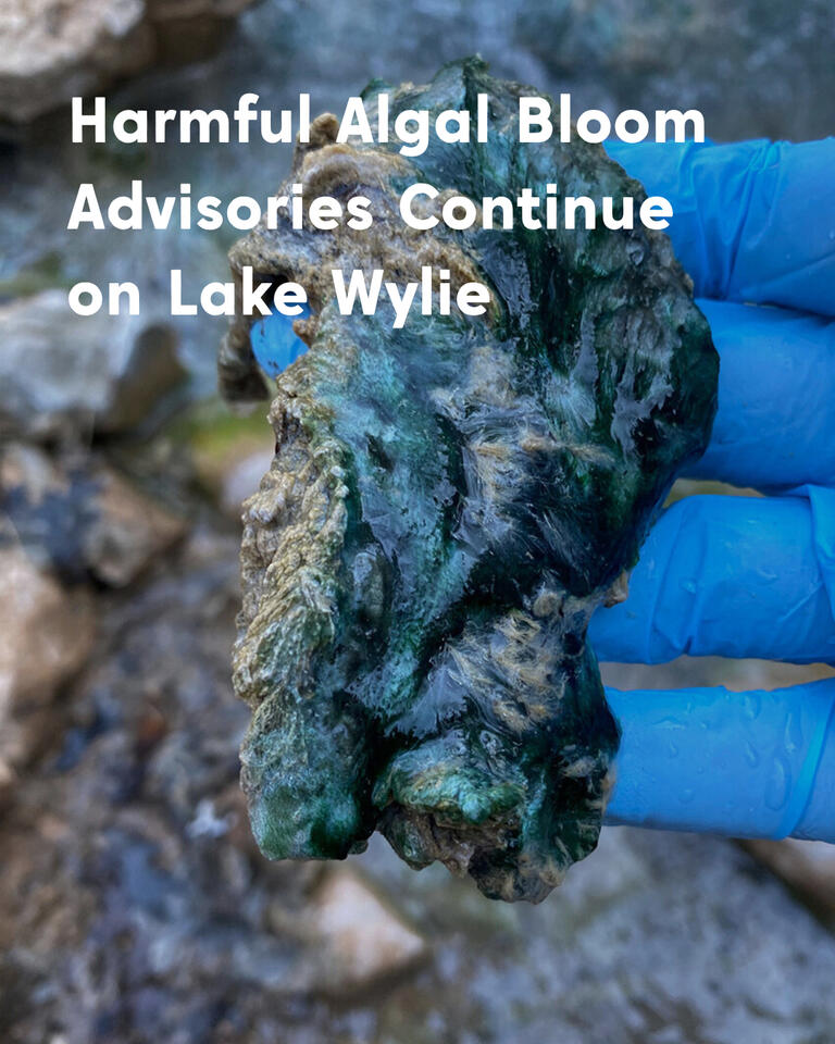 Harmful Algal Bloom Advisory in Tega Cay Near Palmyra Drive — What Residents Should Know - NewsBreak