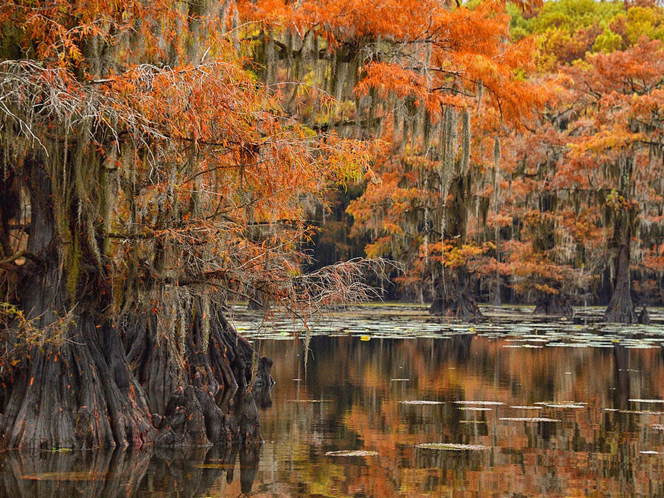 Caddo Lake, Uncertain, TX, USA By Phillip Rubaloff