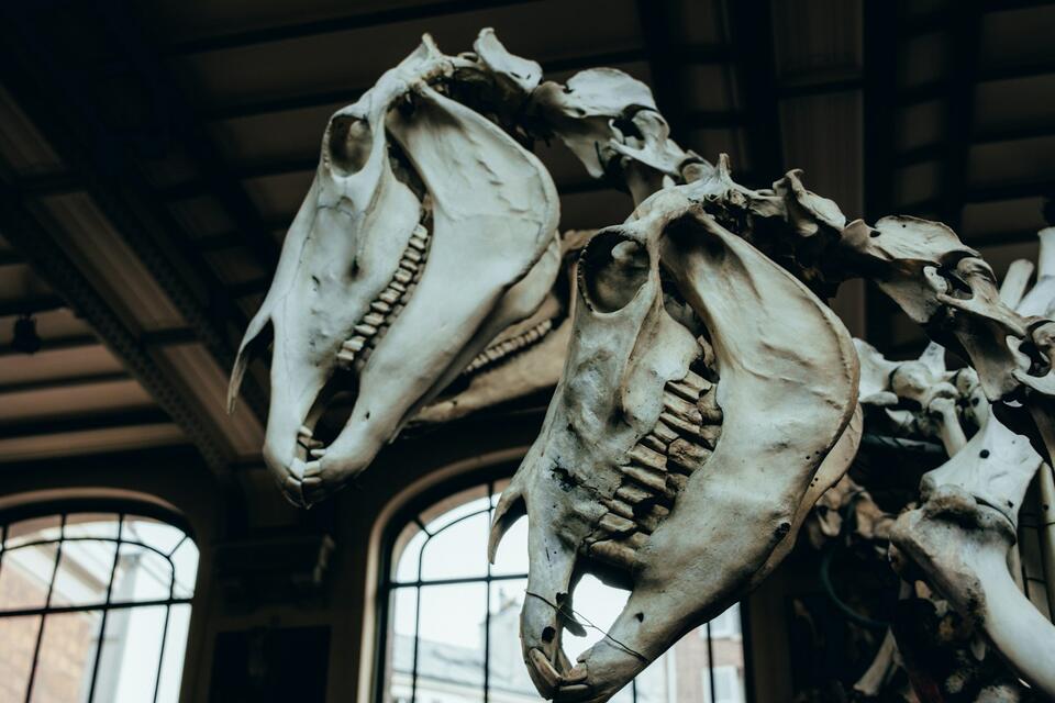 The First Dinosaur Bone Ever Discovered — and Who Found It - NewsBreak