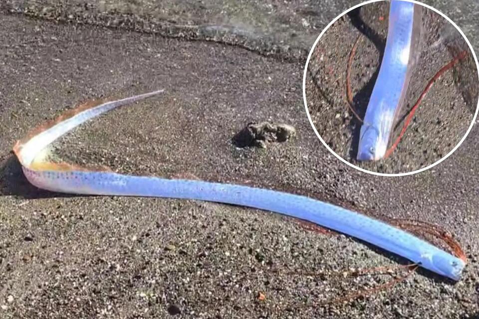 ‘Doomsday’ fish washes up on beach, sparking ‘disaster’ fear ...