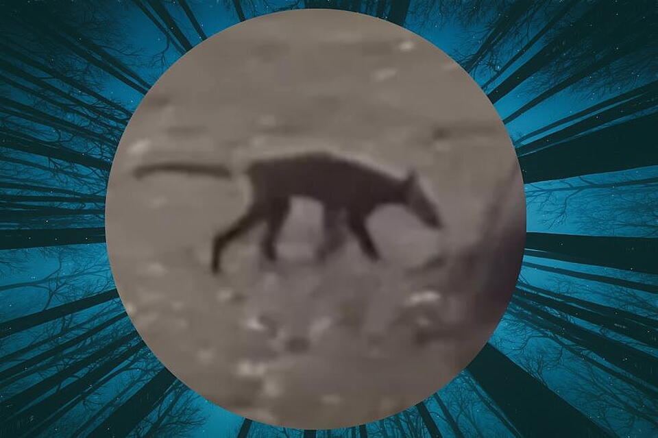 Another Mystery Animal Sighting Causes Stir (I Knew What It Was ...