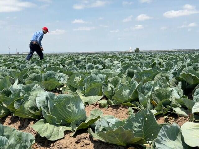 Weld County farmer says hail storms threaten crops, livelihood, and ...