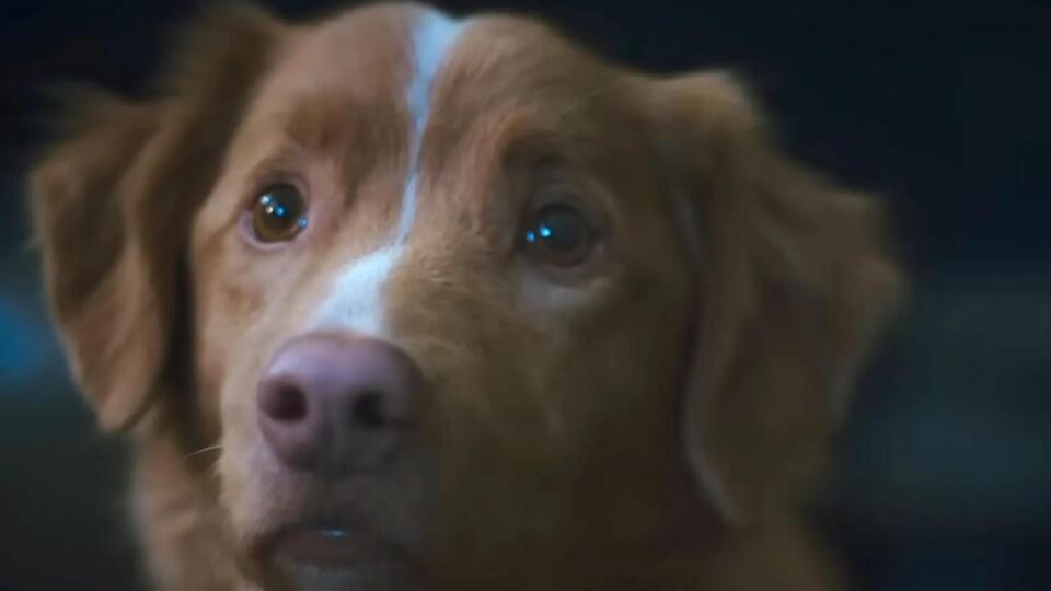 Good Boy Trailer: Horror Movie Told From Dog's POV Drops First Footage ...