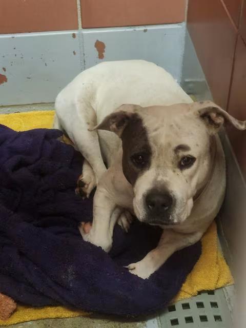 🐶 Playful, Loyal & Loving Dogs Ready for Adoption in Houston - NewsBreak