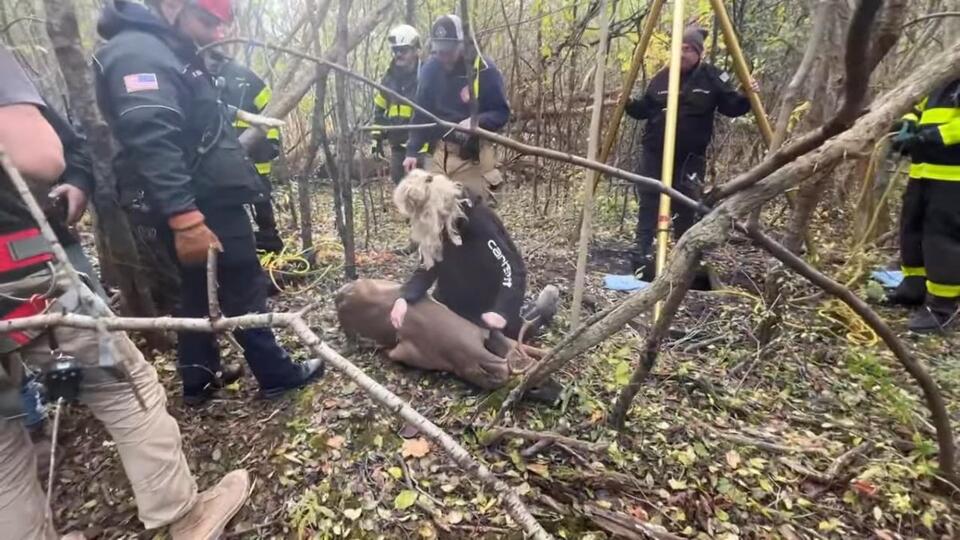 Deer safely hoisted out of 10-foot-deep dry well in New York - NewsBreak