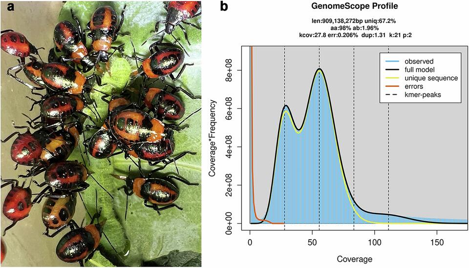Chromosome-level genome assembly of the predatory stink bug ...