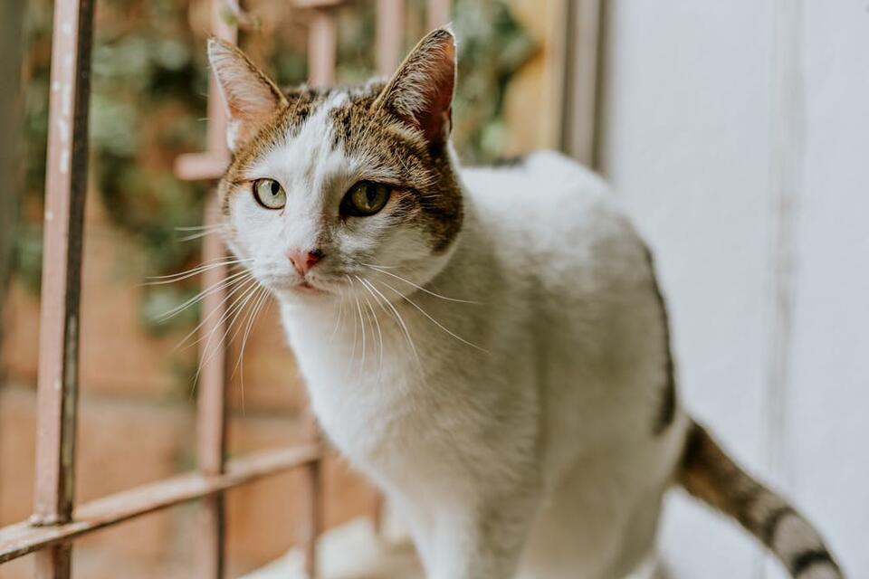 Coco the Cat Defies Odds with 8-Day Survival After Valencia Fire ...