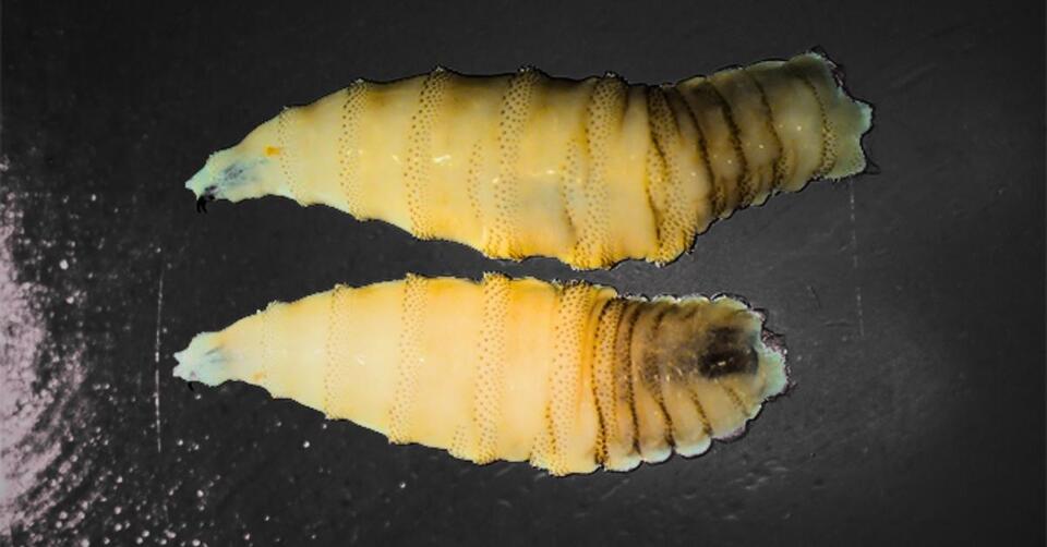 Flesh-Eating Worms Are Back—and They’re Eating People Alive - NewsBreak