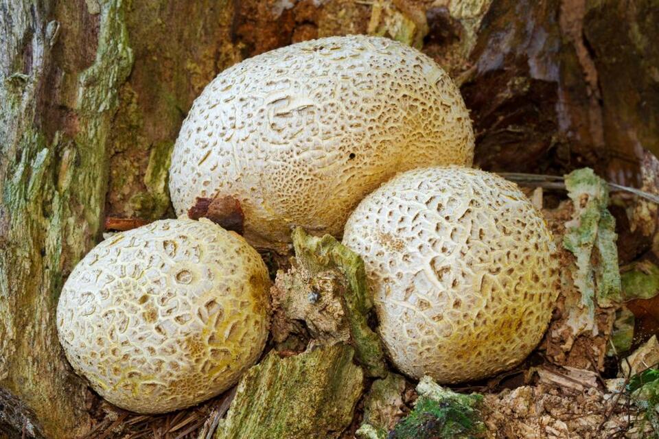 5 Easily Identifiable Mushrooms in Colorado You Can Eat - NewsBreak