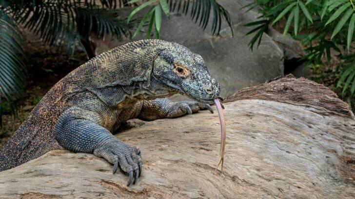 How Komodo Dragons Use Venom to Kill Prey Slowly - NewsBreak