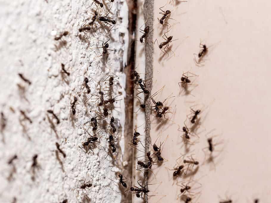 How to Get Rid of Ants in the House: Dealing with an Ant Infestation