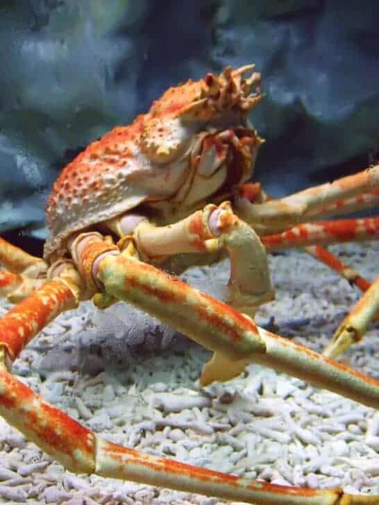 How Fiddler Crabs Use Their Large Claws to Attract Mates - NewsBreak