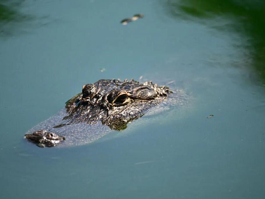 Woman attacked by alligator in Florida Woman attacked by alligator in Florida