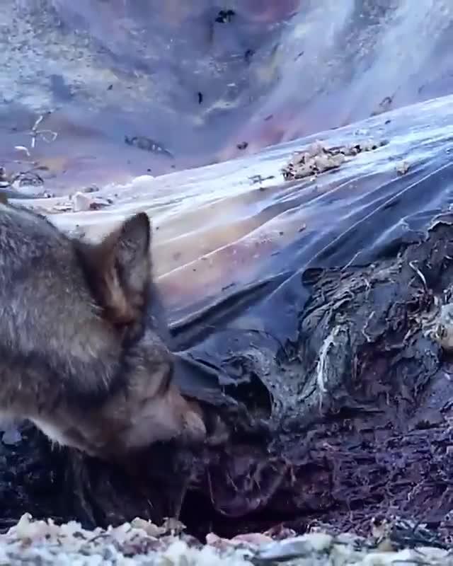 A coastal wolf feeding on a dead whale carcass Nothing goes to waste in ...