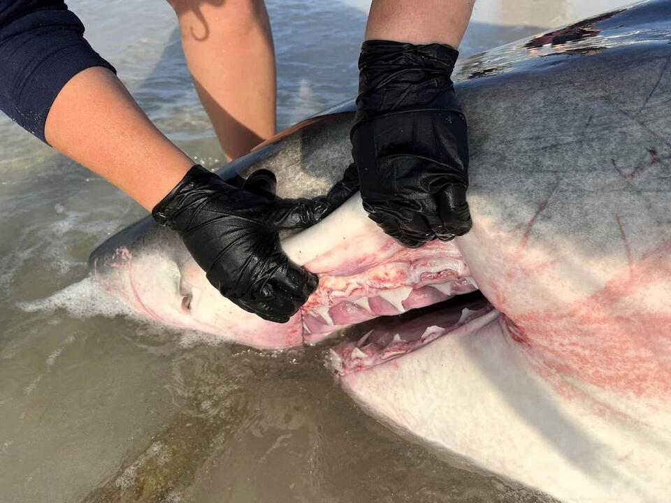 Great White shark washes ashore on Florida’s Navarre Beach