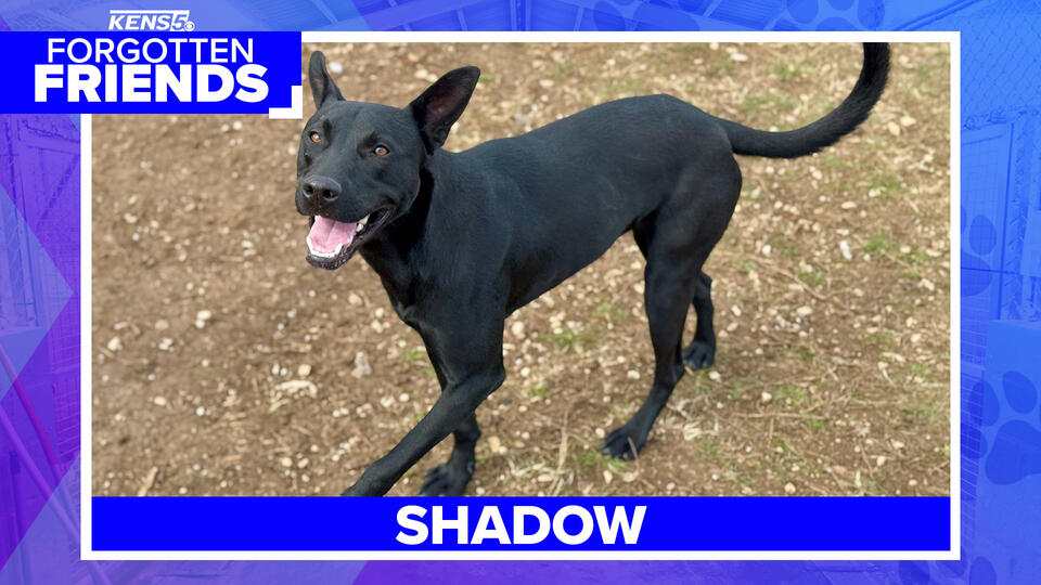 Shy one-year-old Shepherd and Terrier mix named Shadow has never had ...