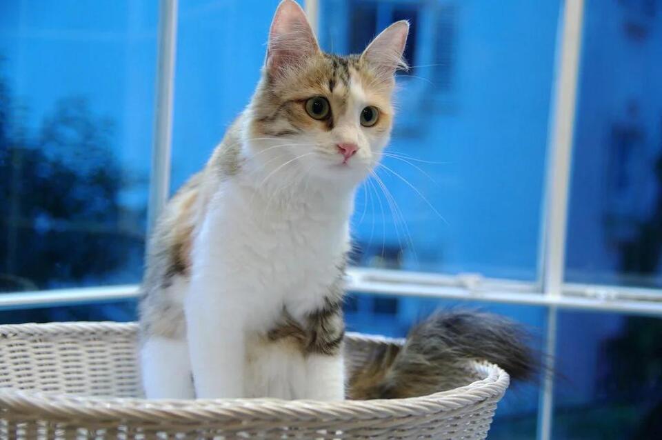 10 Reasons Why Your Cat Might Be Ignoring You - NewsBreak