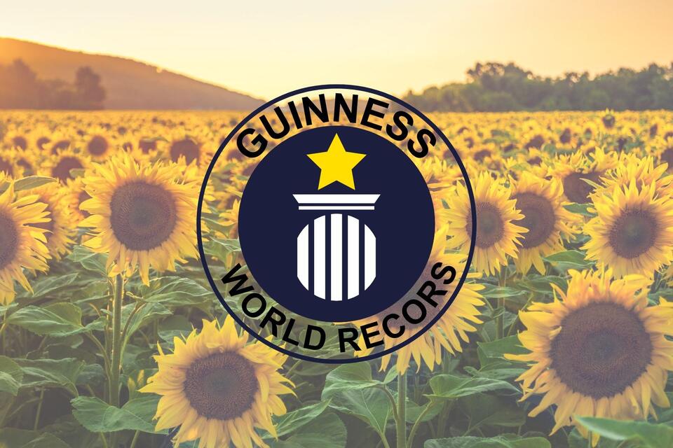 This Mind Blowing Sunflower From NJ Just Set a New World Record - NewsBreak