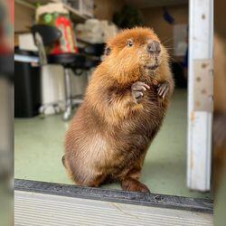 Nibi The “Diva” Beaver: The Rescued Rodent That Captured Hearts – And A ...
