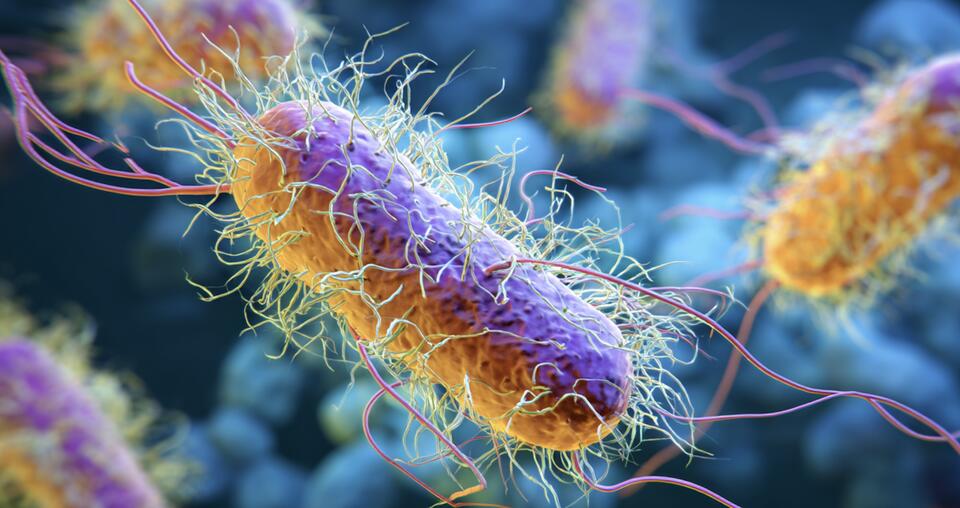 The Litigated Dish: Climate change may be helping Salmonella become ...
