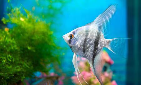 10 Angelfish Fun Facts That Will Make You Love Them Even More - NewsBreak