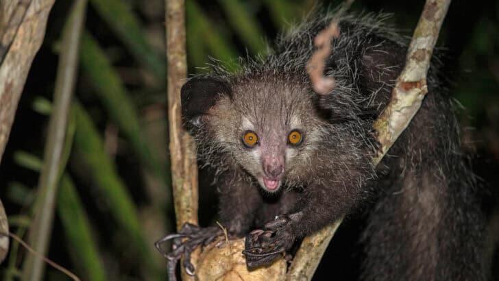 21 Strangest Looking Animals That Are Adorably Weird - NewsBreak