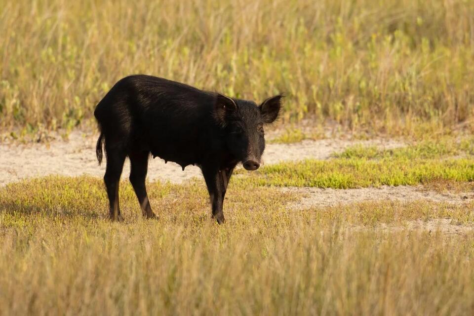 Florida Man Eats Feral Pig, Gets Hospitalized With Rare Infection ...